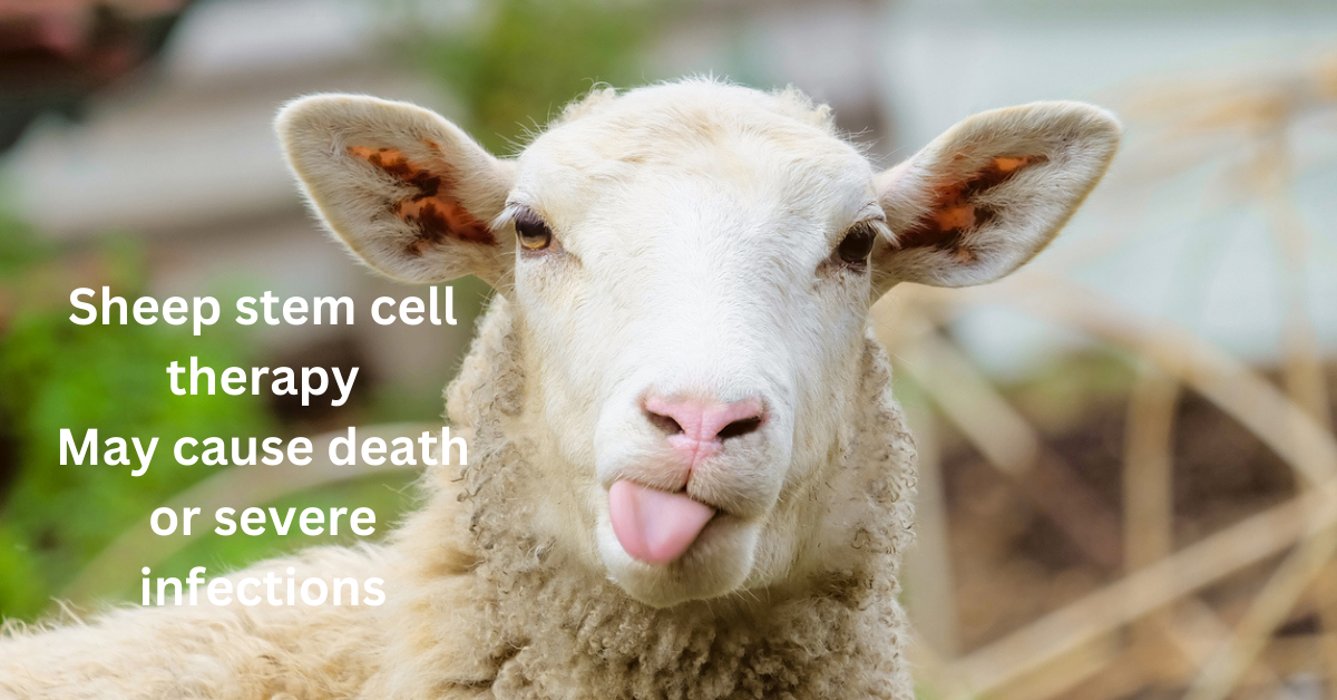 What you need to know about Sheep Stem Cell Injections - R3 Stem Cell