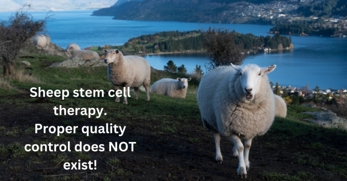 What you need to know about Sheep Stem Cell Injections - R3 Stem Cell